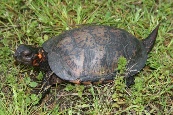 Bog Turtle | NC Wildlife